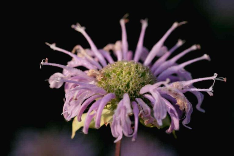28 Bee-Friendly Plants to Grow in Your Garden - Homestead Gardener