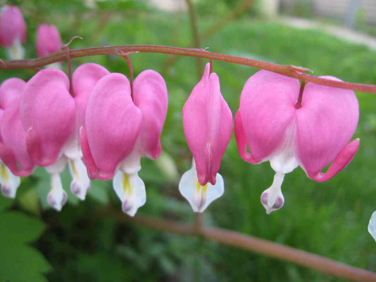 25 Best Flowers to Grow in Spring for Blooming Garden - Homestead Gardener