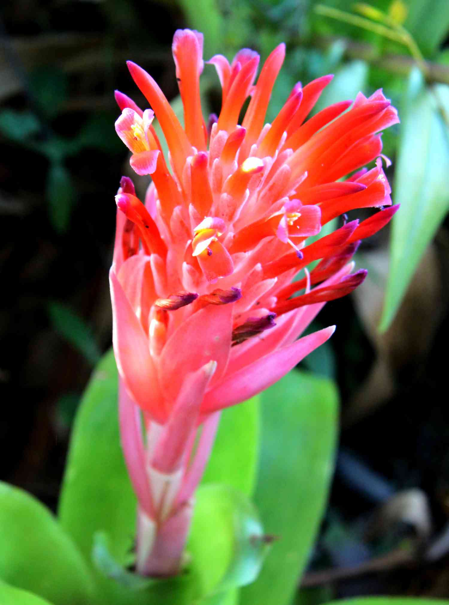 How to Grow Bromeliad Pups - Ultimate Guide - Homestead Gardener
