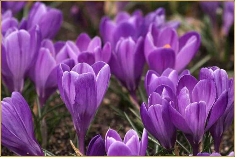 14 Best Companion Plants to Grow with Tulips for Summer Blooms ...