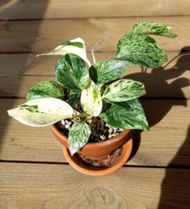 Marble Queen Pothos: How to Grow and Care? - Homestead Gardener
