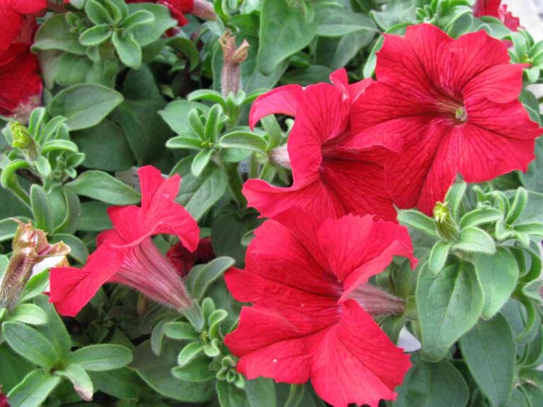 23 Best Flowers to Attract Hummingbirds to Your Garden - Homestead Gardener