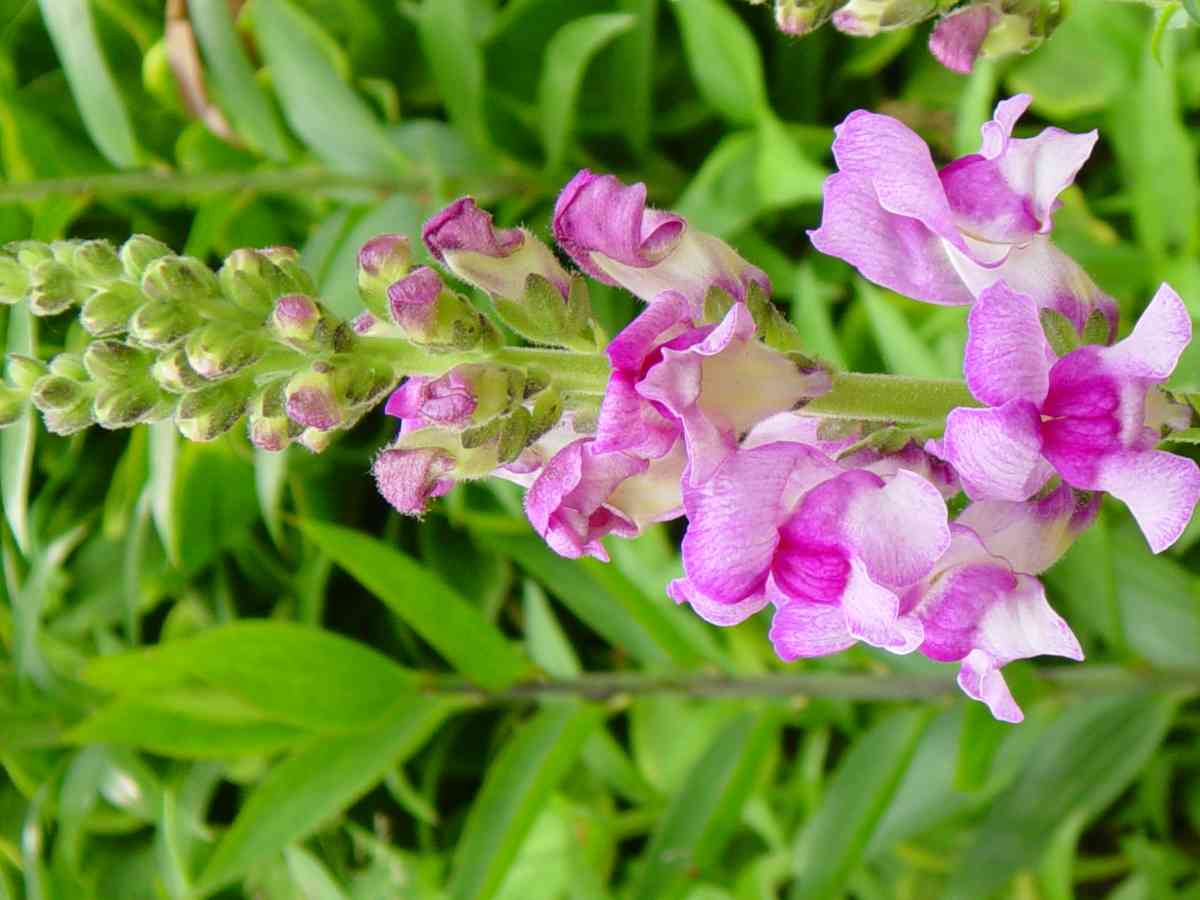 14 Best Companion Plants to Grow with Tulips for Summer Blooms ...