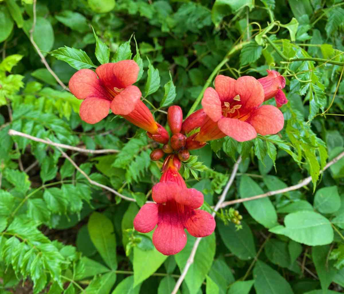 23 Best Flowers to Attract Hummingbirds to Your Garden - Homestead Gardener