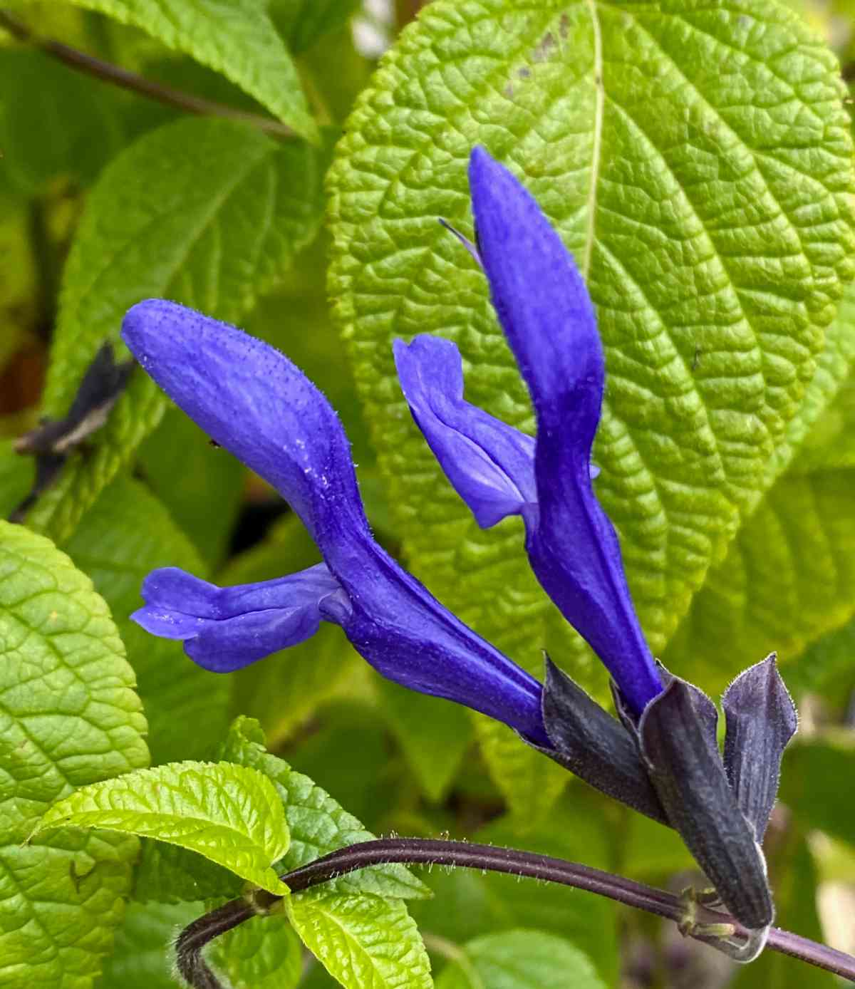 23 Best Flowers to Attract Hummingbirds to Your Garden - Homestead Gardener