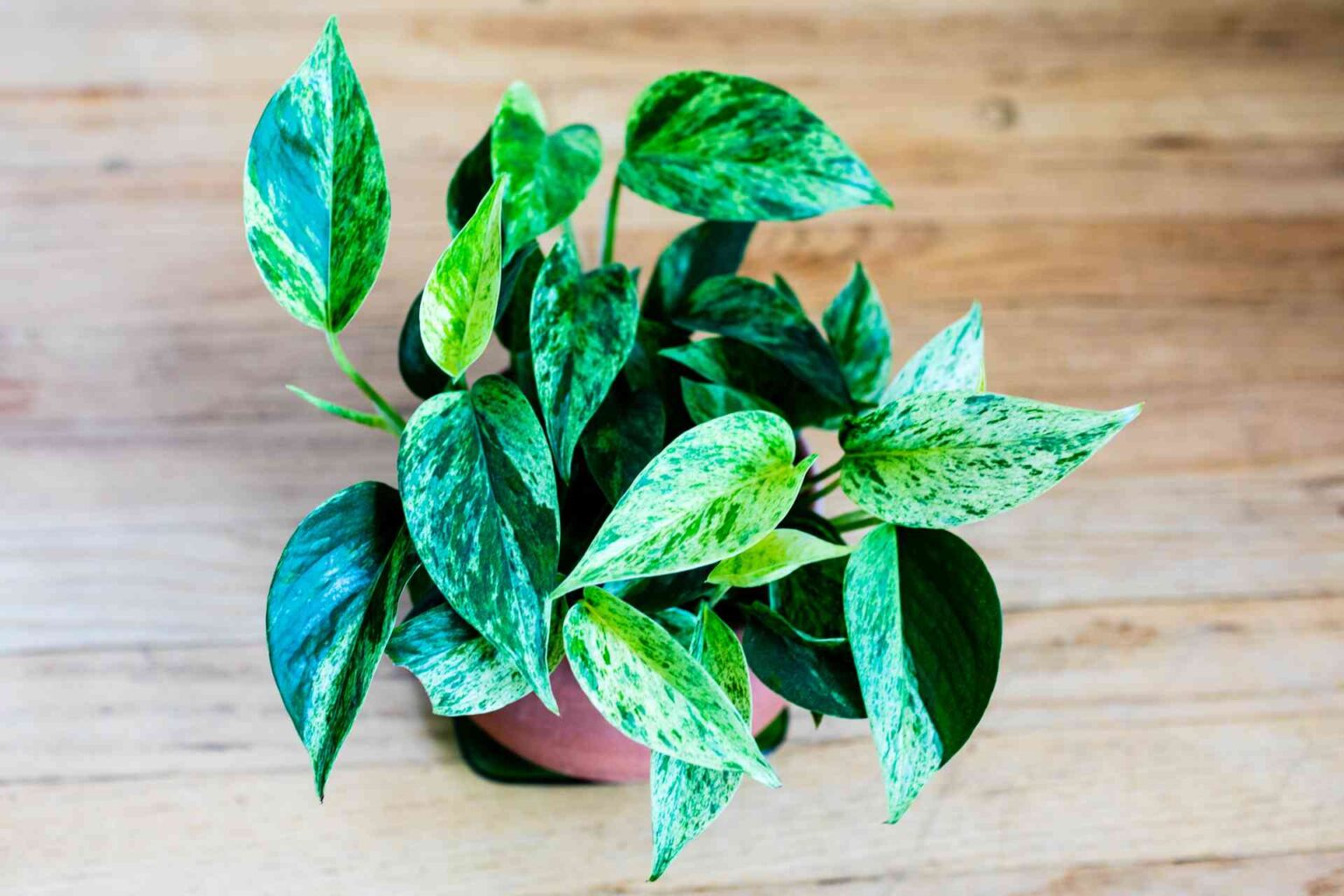 Marble Queen Pothos: How to Grow and Care? - Homestead Gardener