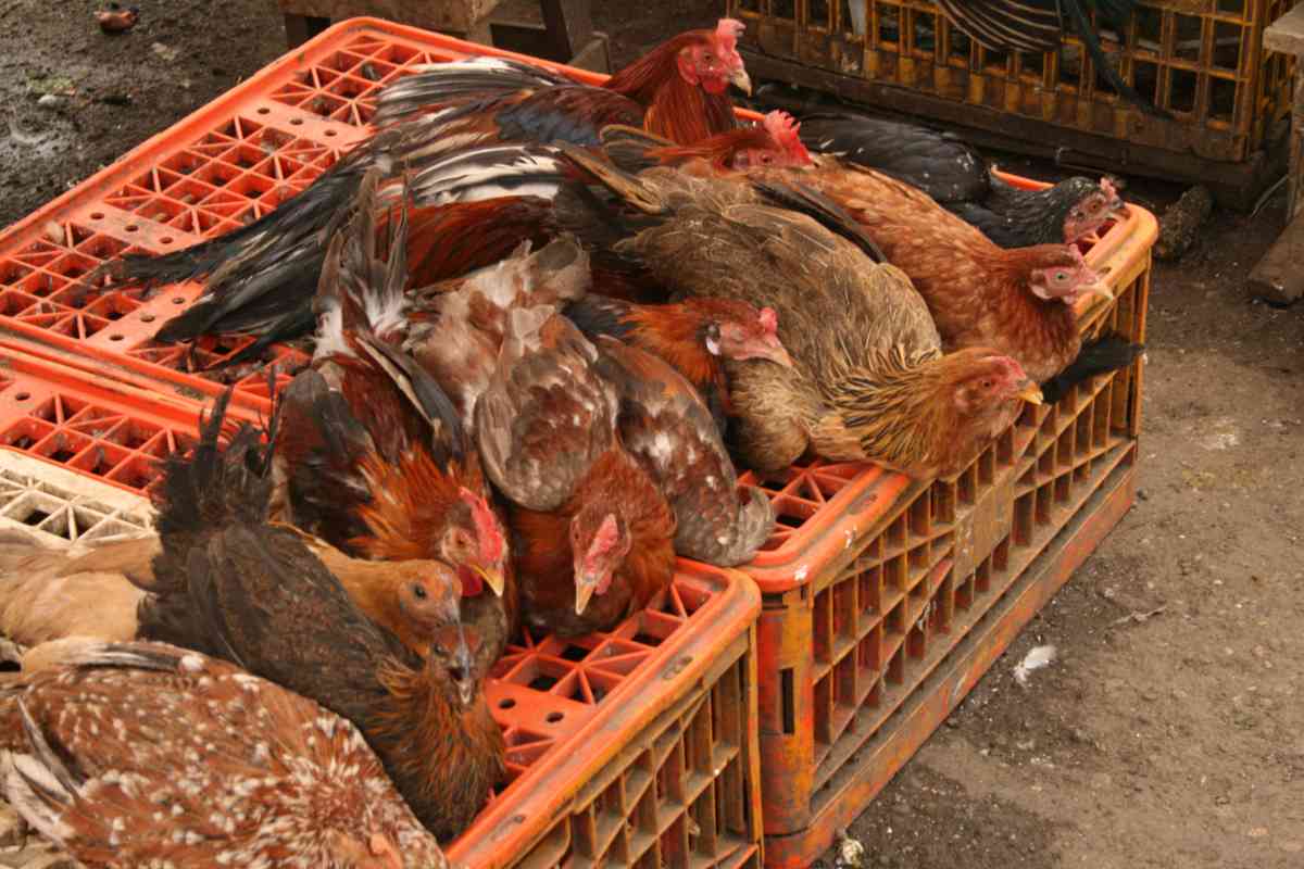 How to Prevent Bird Flu in Backyard Chickens? - Homestead Gardener