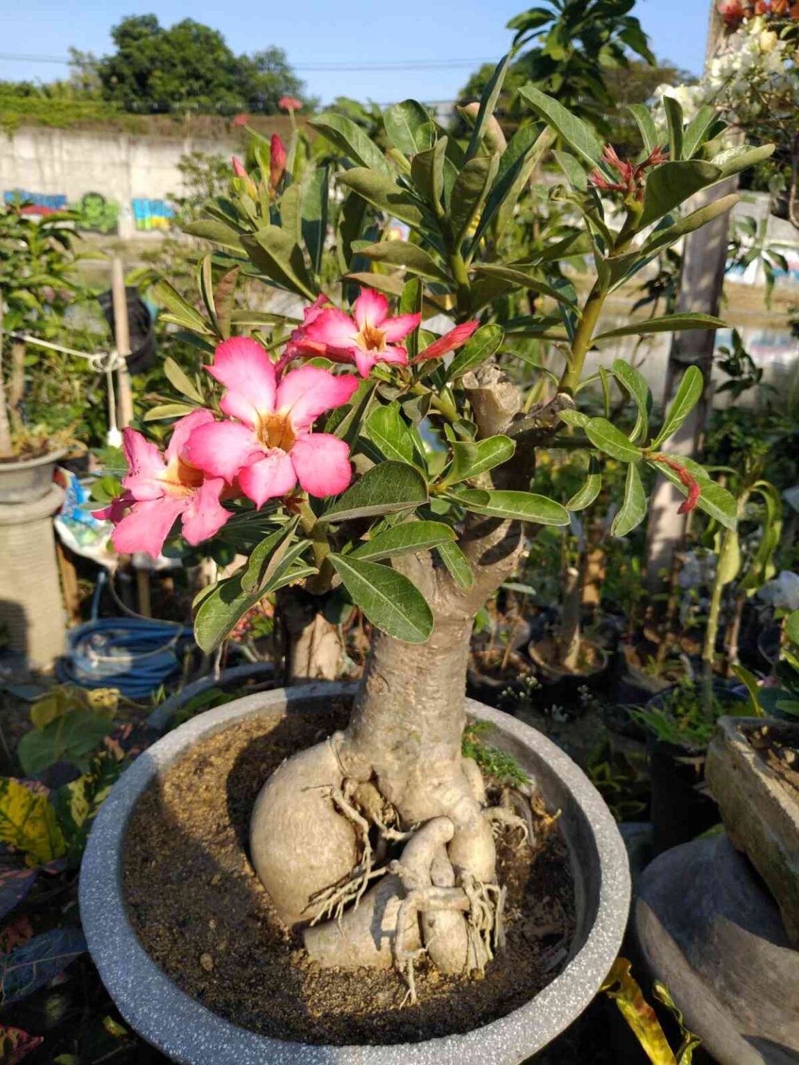 How to Get Desert Rose to Bloom? - Homestead Gardener