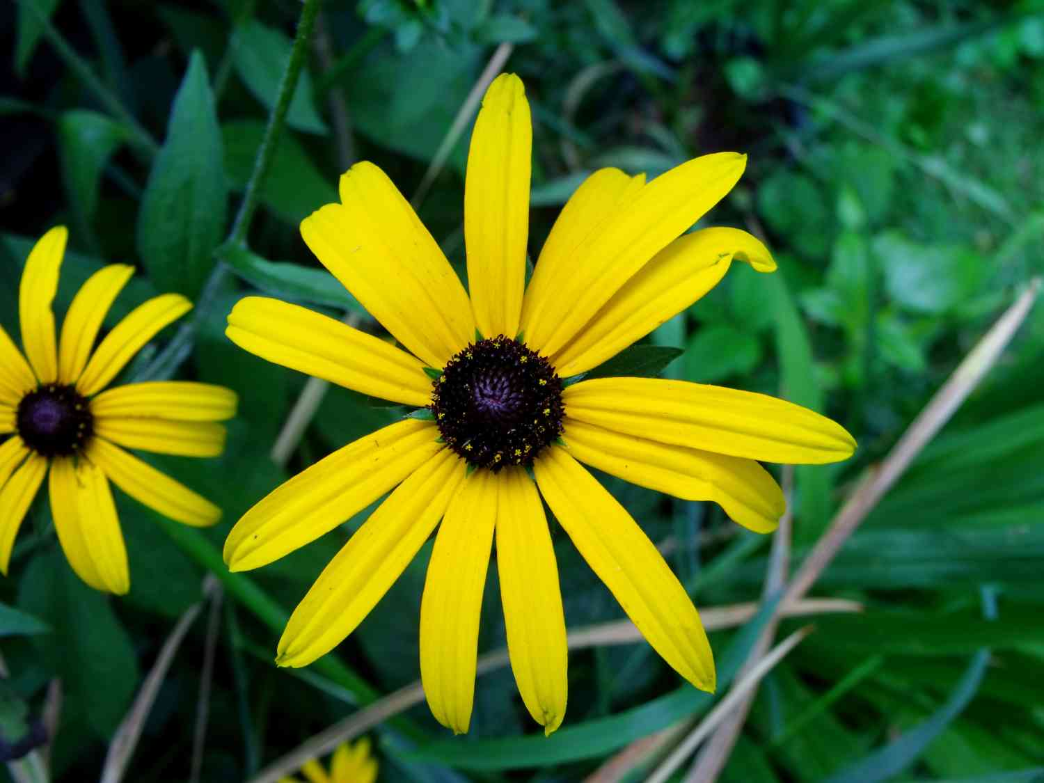 19 Perennial that Bloom all Summer in Full Sun - Homestead Gardener