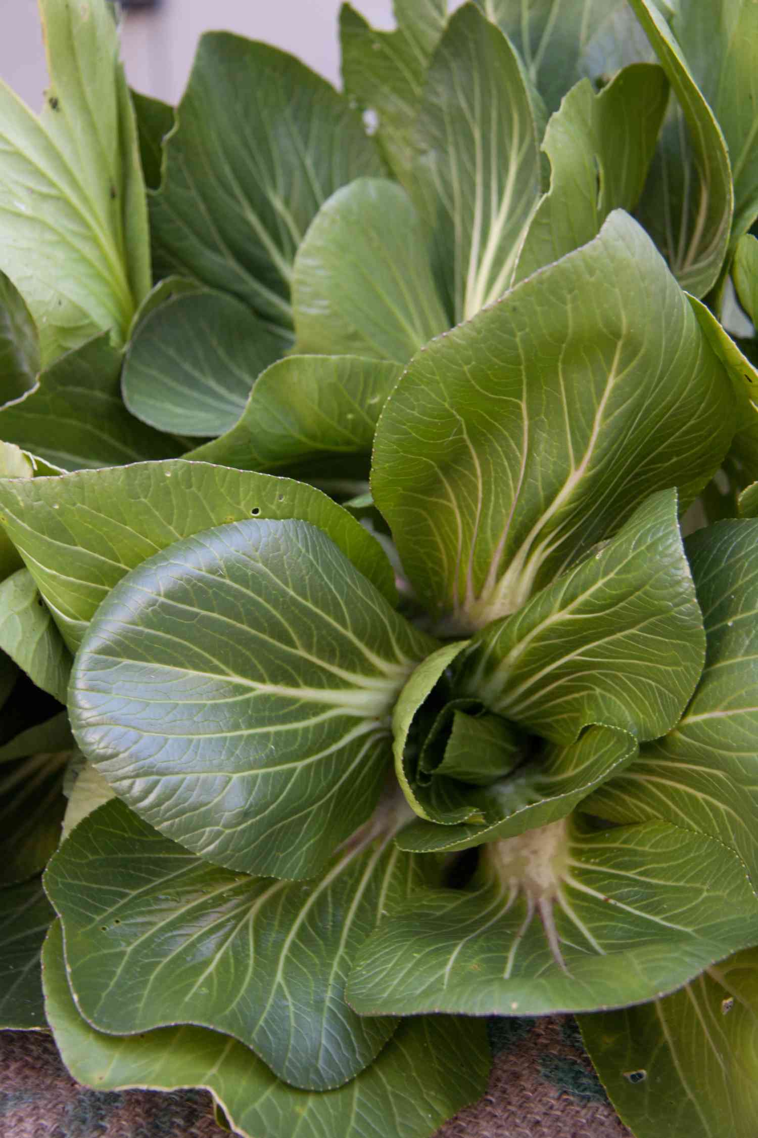 22 Vegetables to Grow in Shade - Homestead Gardener