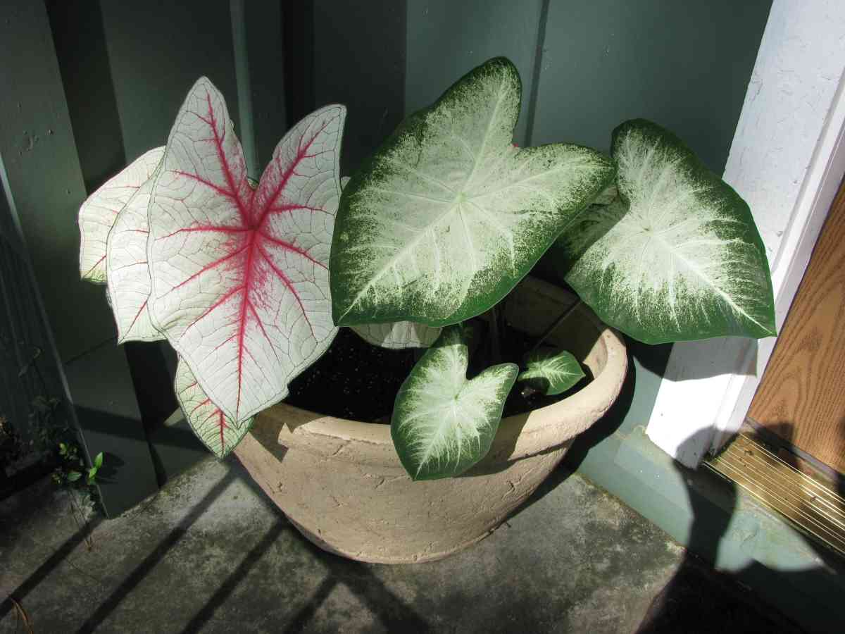 19 Plants that Have Heart Shaped Leaves - Homestead Gardener