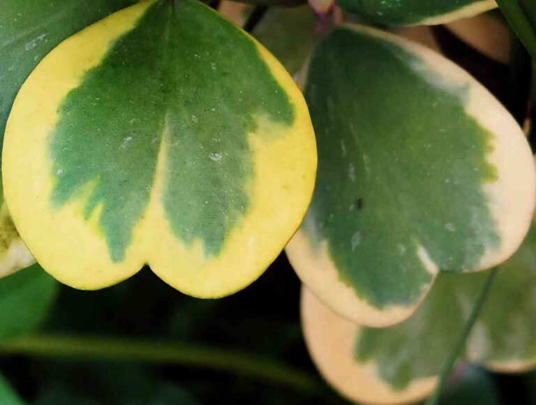 19 Plants that Have Heart Shaped Leaves - Homestead Gardener
