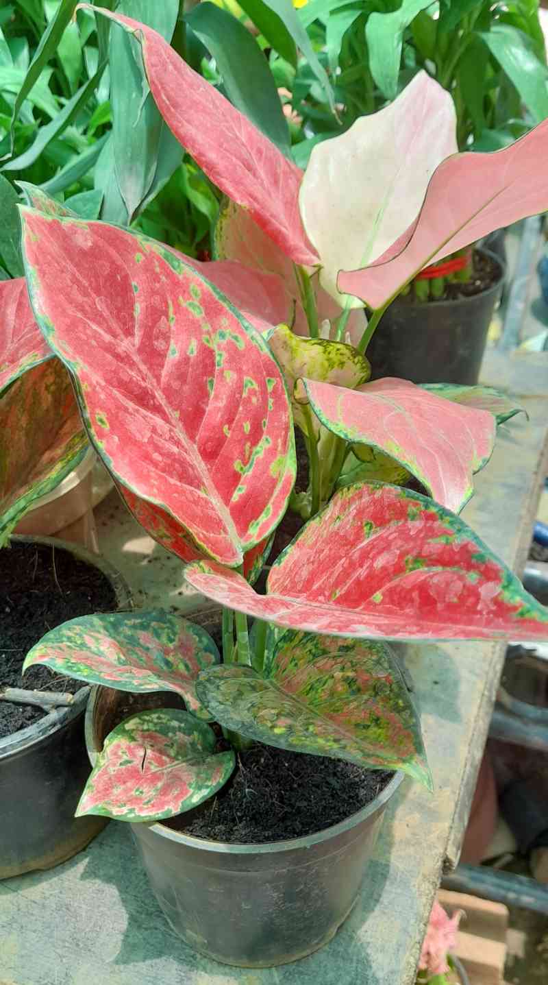 18 Houseplants with Red and Green Leaves - Homestead Gardener