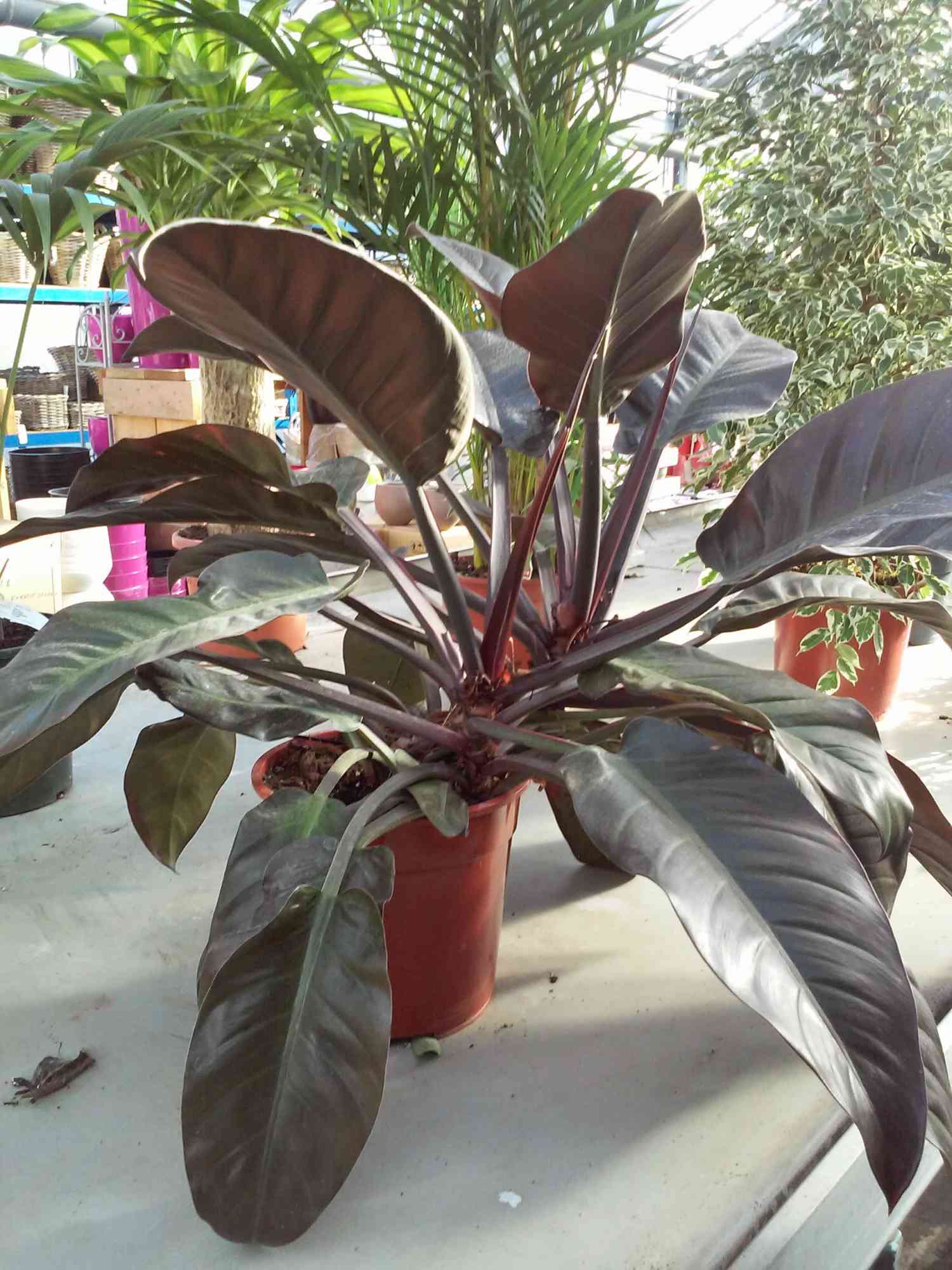 18 Houseplants with Red and Green Leaves - Homestead Gardener