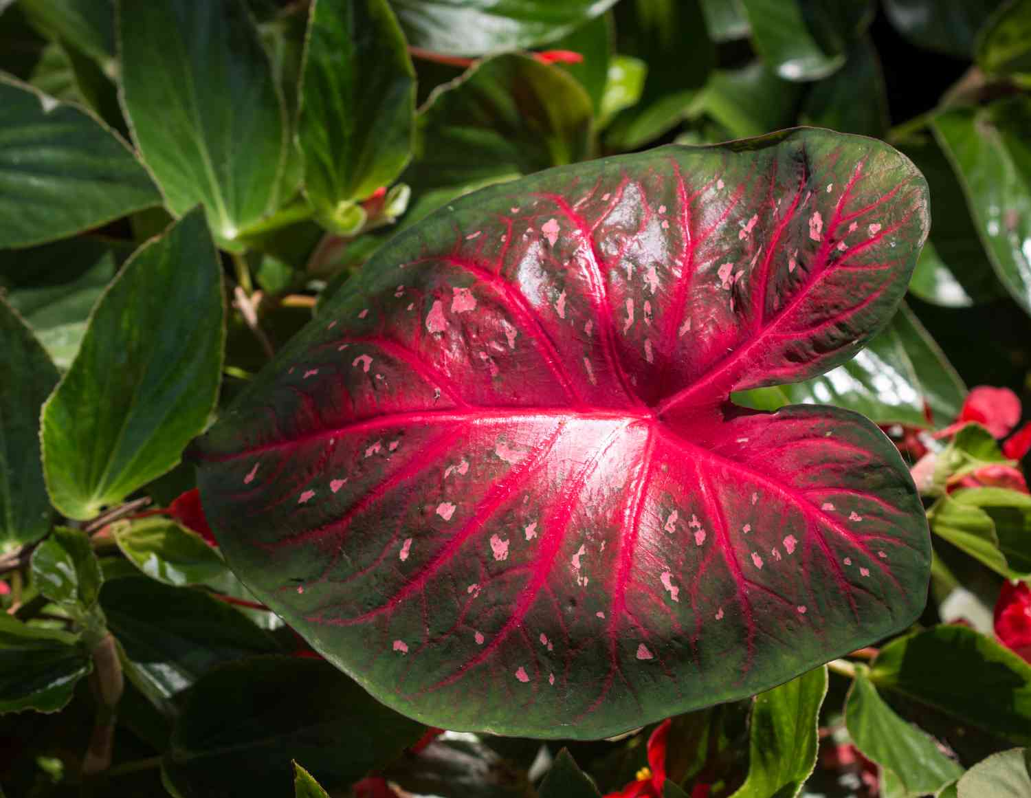 18 Houseplants with Red and Green Leaves - Homestead Gardener