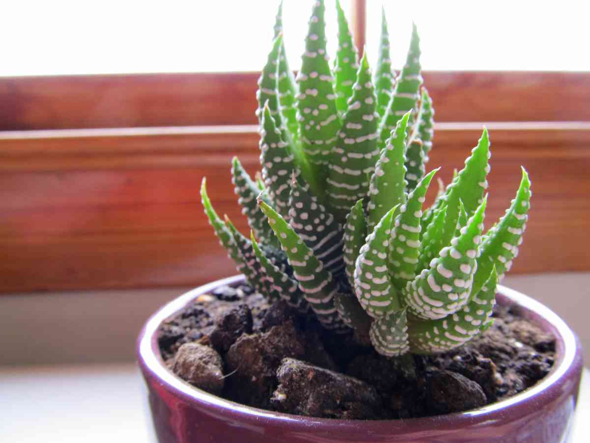 29 Easy Plants to Propagate from Cuttings - Homestead Gardener