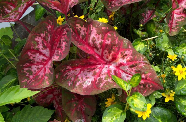 How to Take Care of Caladium and When to Plant Caladium Bulbs ...
