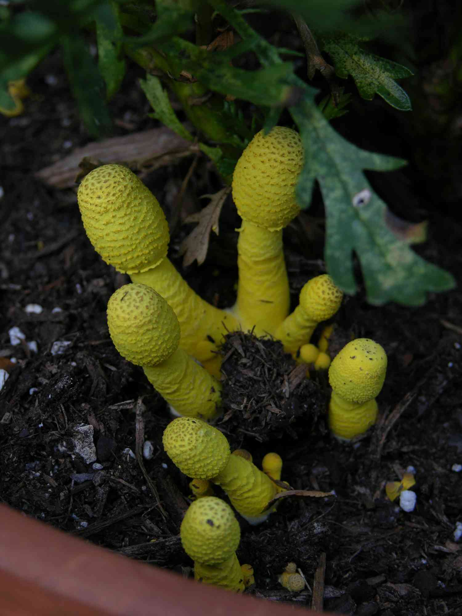 Why Yellow Mushrooms Are Growing in Houseplants? - Homestead Gardener
