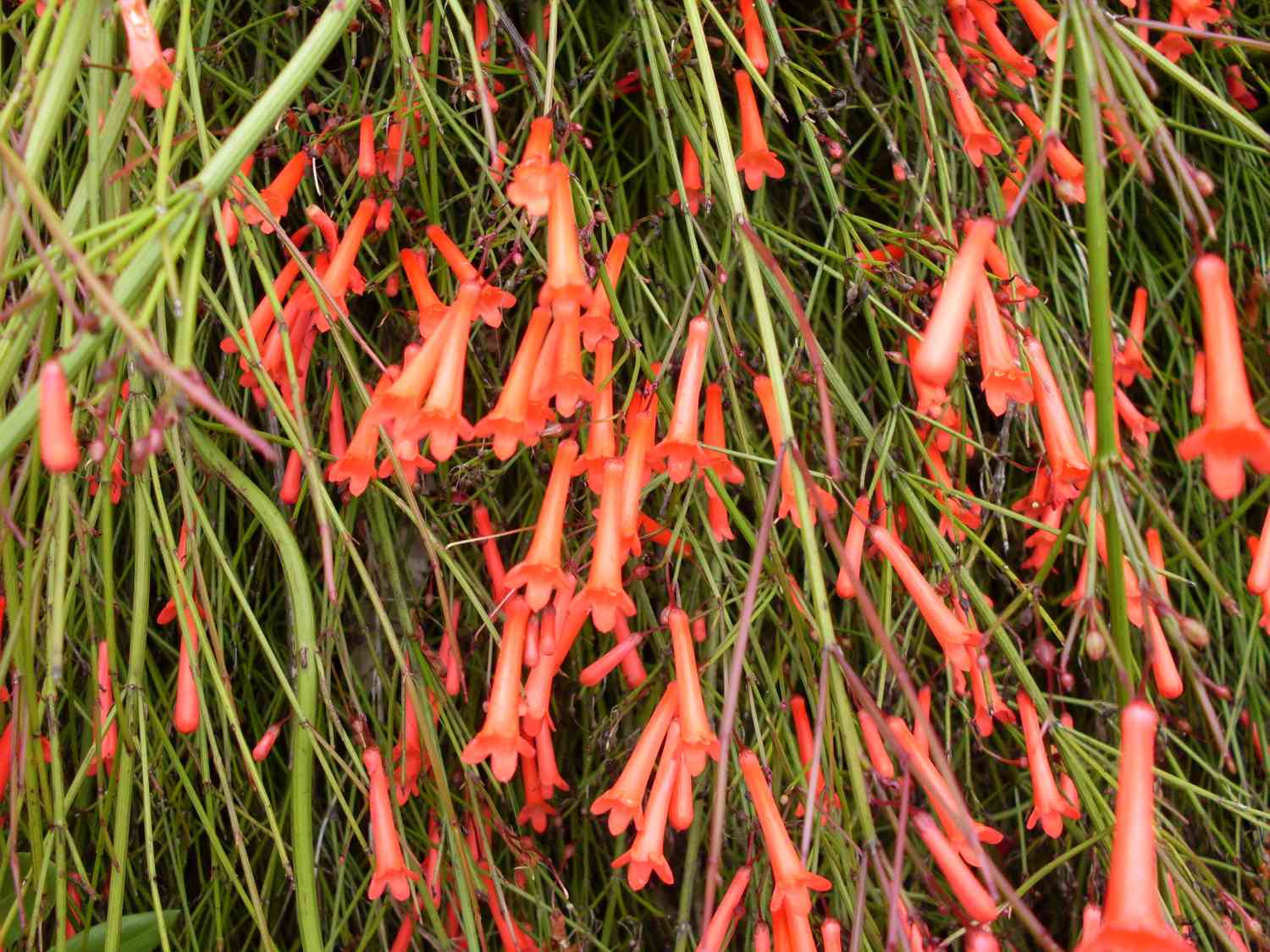 13 Annual Flowers that Bloom All Summer - Homestead Gardener