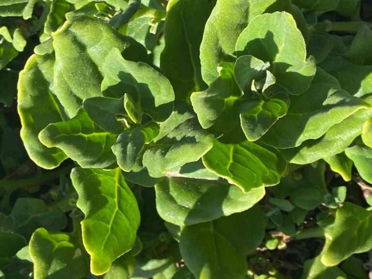 19 Vegetable Seeds to Plant in February - Homestead Gardener