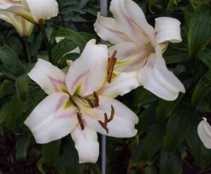 25 Best Flowers to Grow in Spring for Blooming Garden - Homestead Gardener