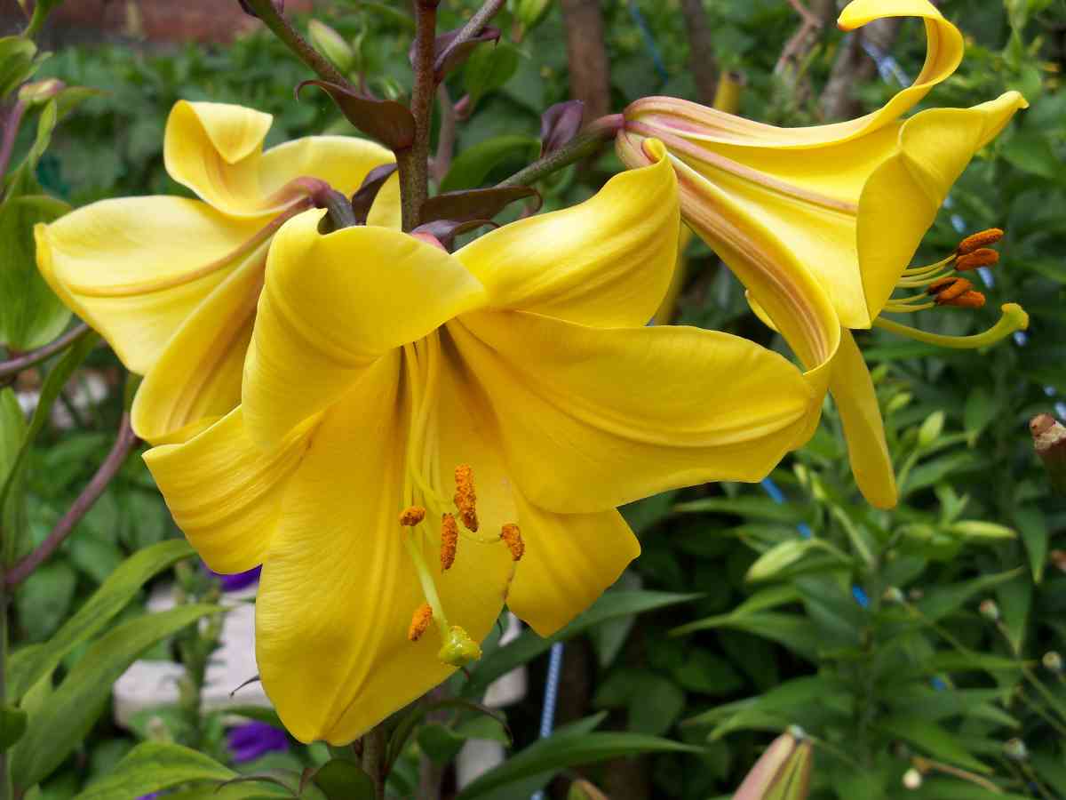 8 Lilies that Bloom all Summer - Homestead Gardener
