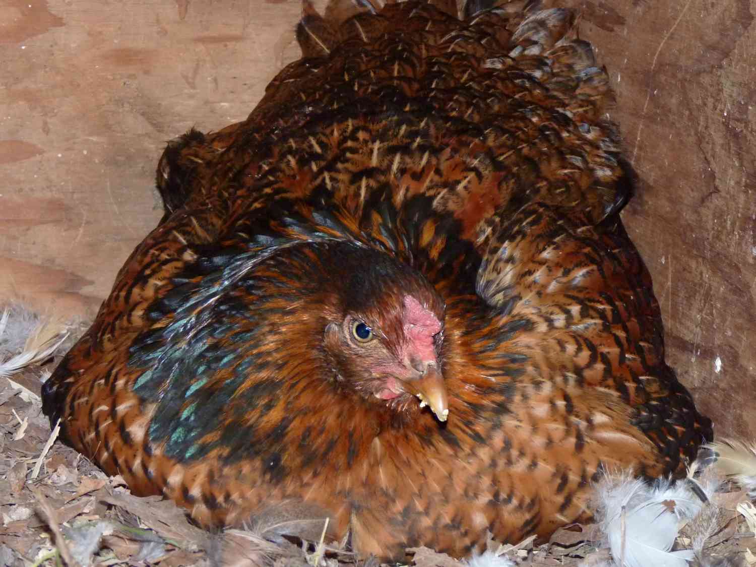 How to Stop Chickens from Pooping in Nesting Boxes? - Homestead Gardener