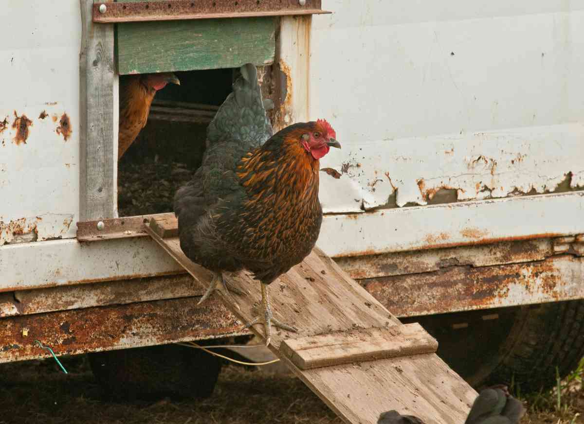 How to Build a Chicken Coop for 20 Chickens? - Homestead Gardener