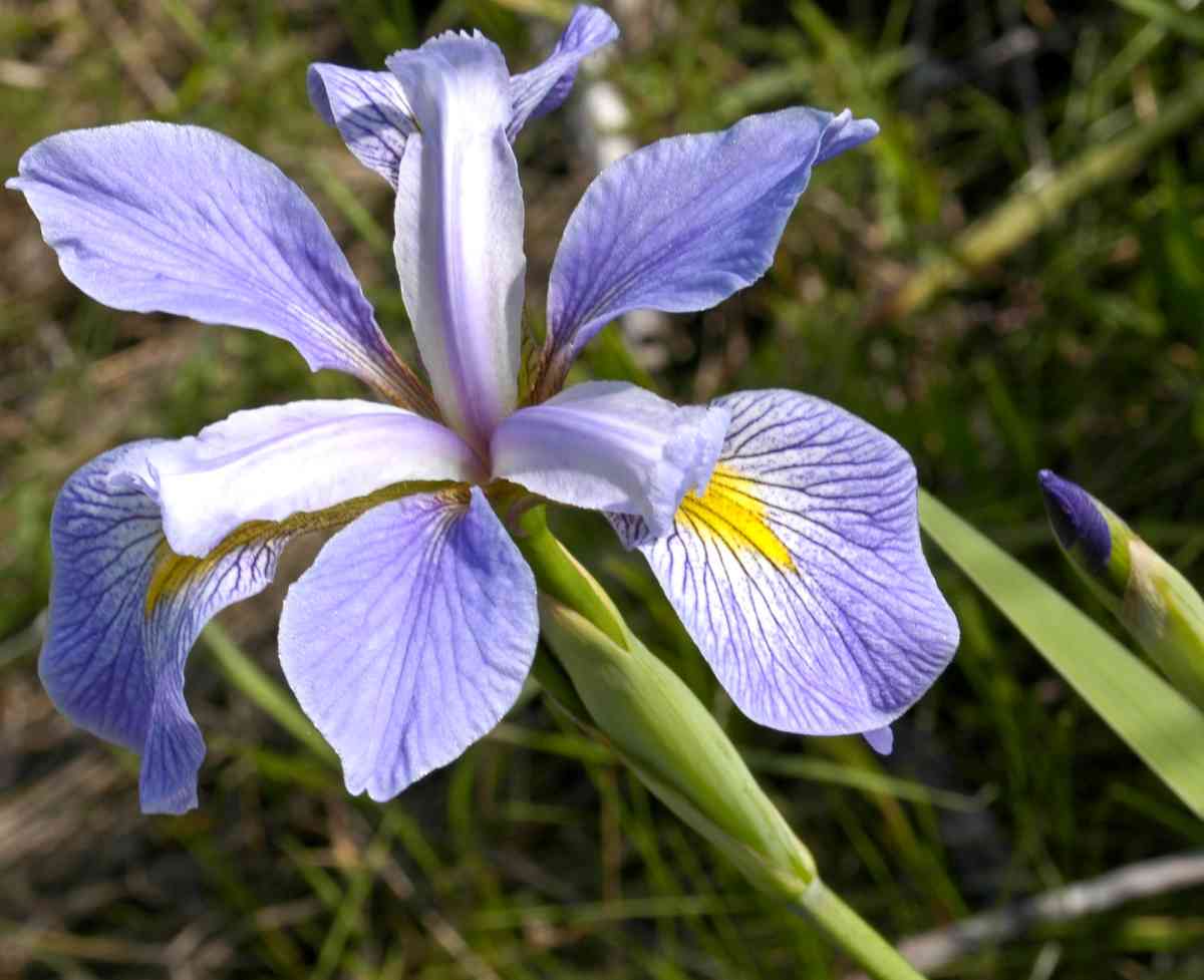 25 Best Flowers to Grow in Spring for Blooming Garden - Homestead Gardener