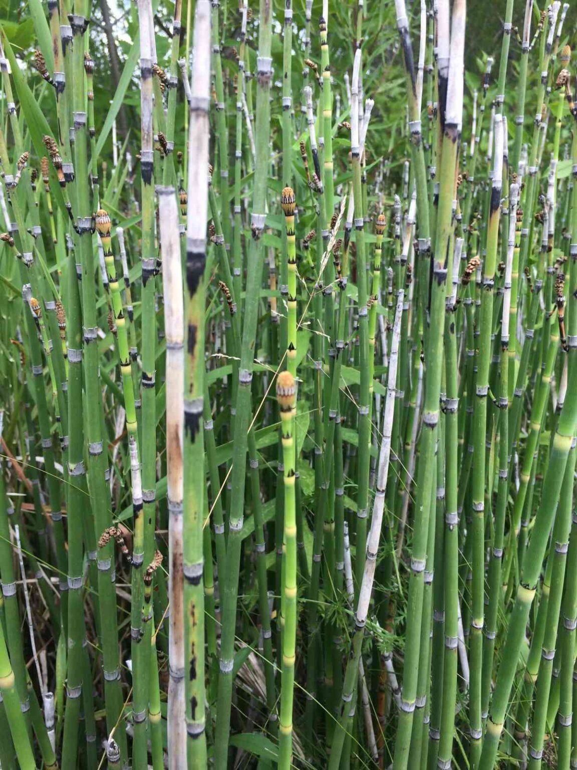 10 Best Plants for a Bog Filter - Homestead Gardener