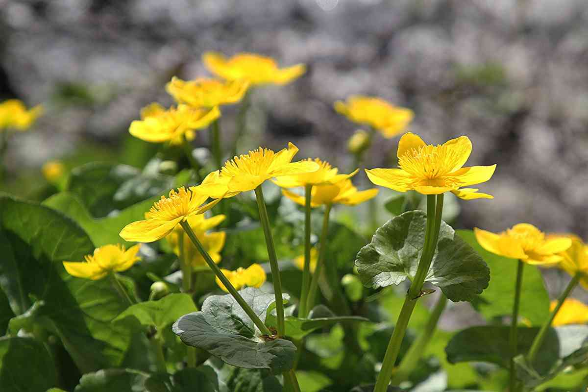 10 Best Plants for a Bog Filter - Homestead Gardener