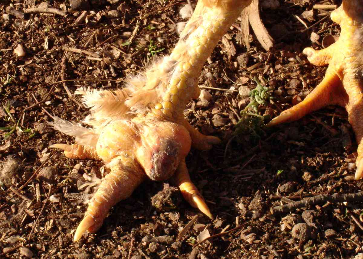 How to Treat Bumblefoot in Chickens Naturally? - Homestead Gardener