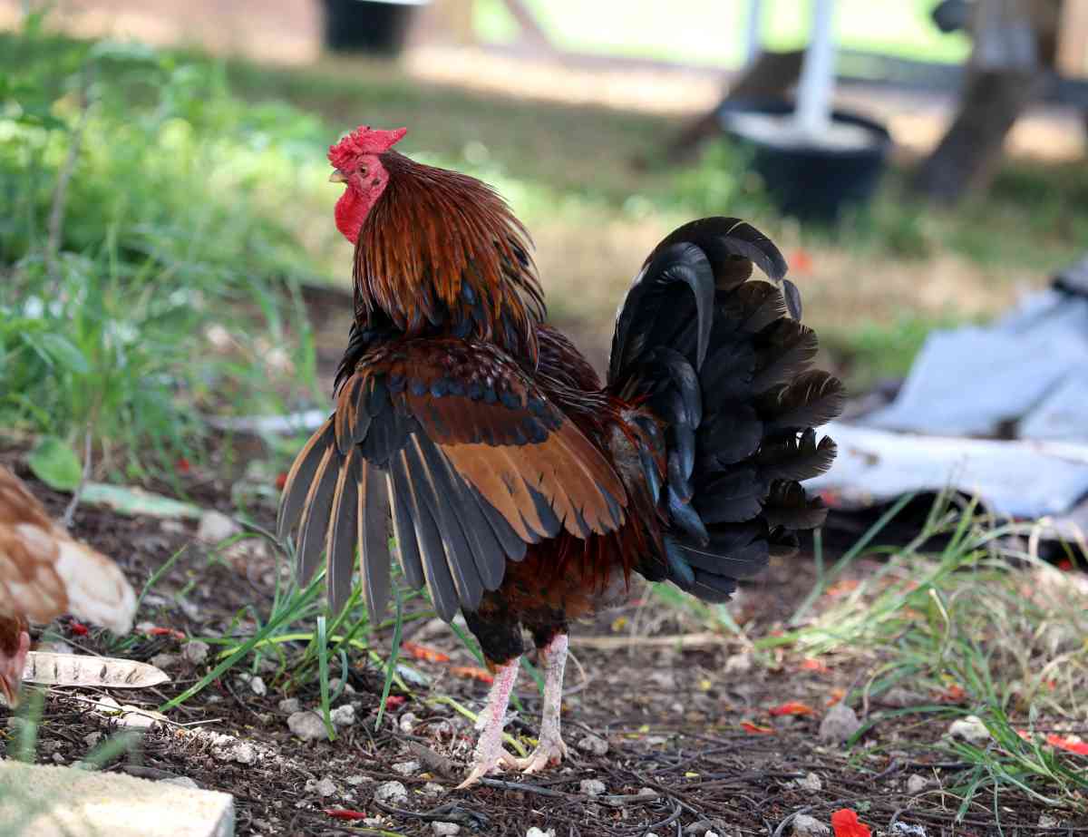 How to Clip Flight Feathers on Chickens? - Homestead Gardener