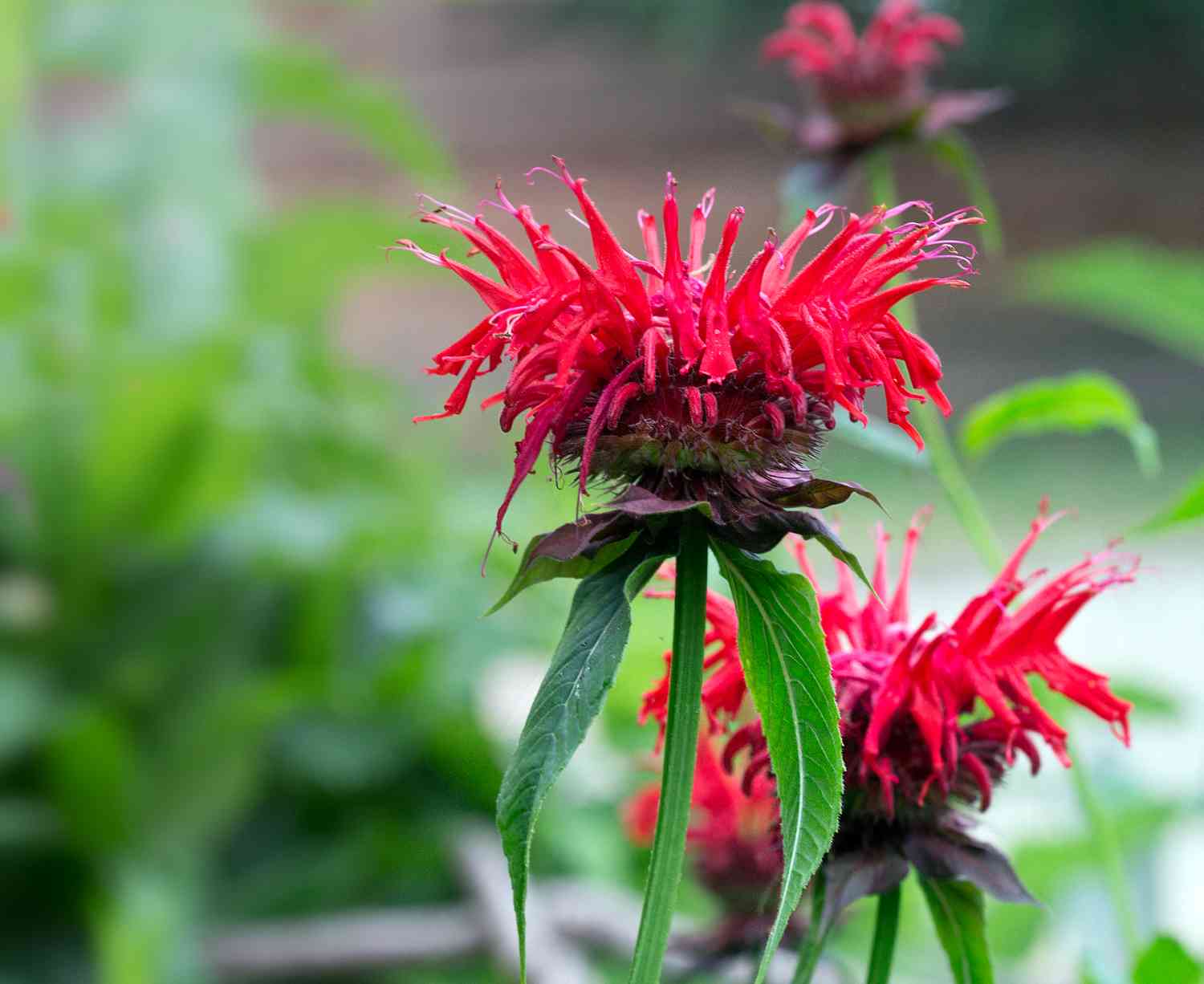 How to Propagate Bee Balm - Ultimate Guide? - Homestead Gardener