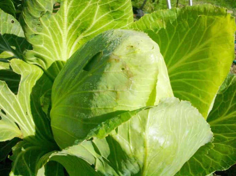 48 Vegetables You Can Plant in March - Homestead Gardener