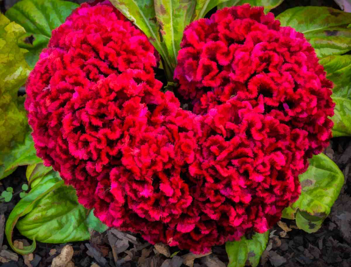 How to Grow Celosia - Ultimate Planting Guide - Homestead Gardener