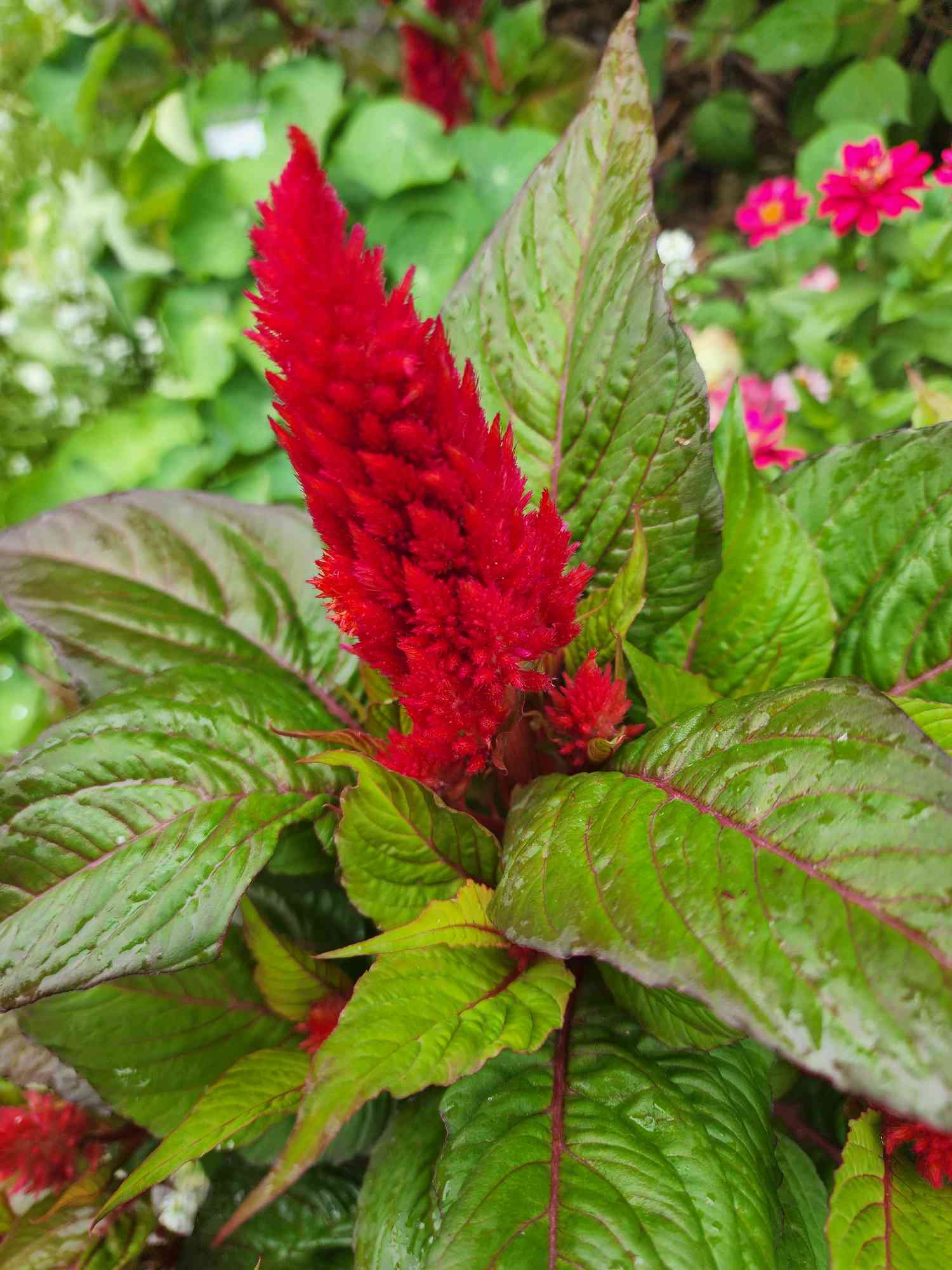 How to Grow Celosia - Ultimate Planting Guide - Homestead Gardener