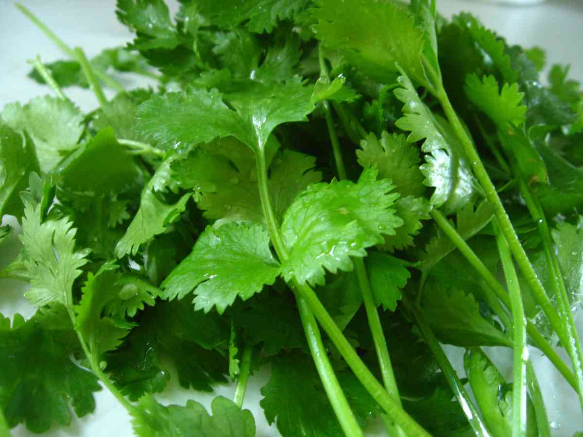 27 Vegetables to Grow Indoors in the Winter - Homestead Gardener