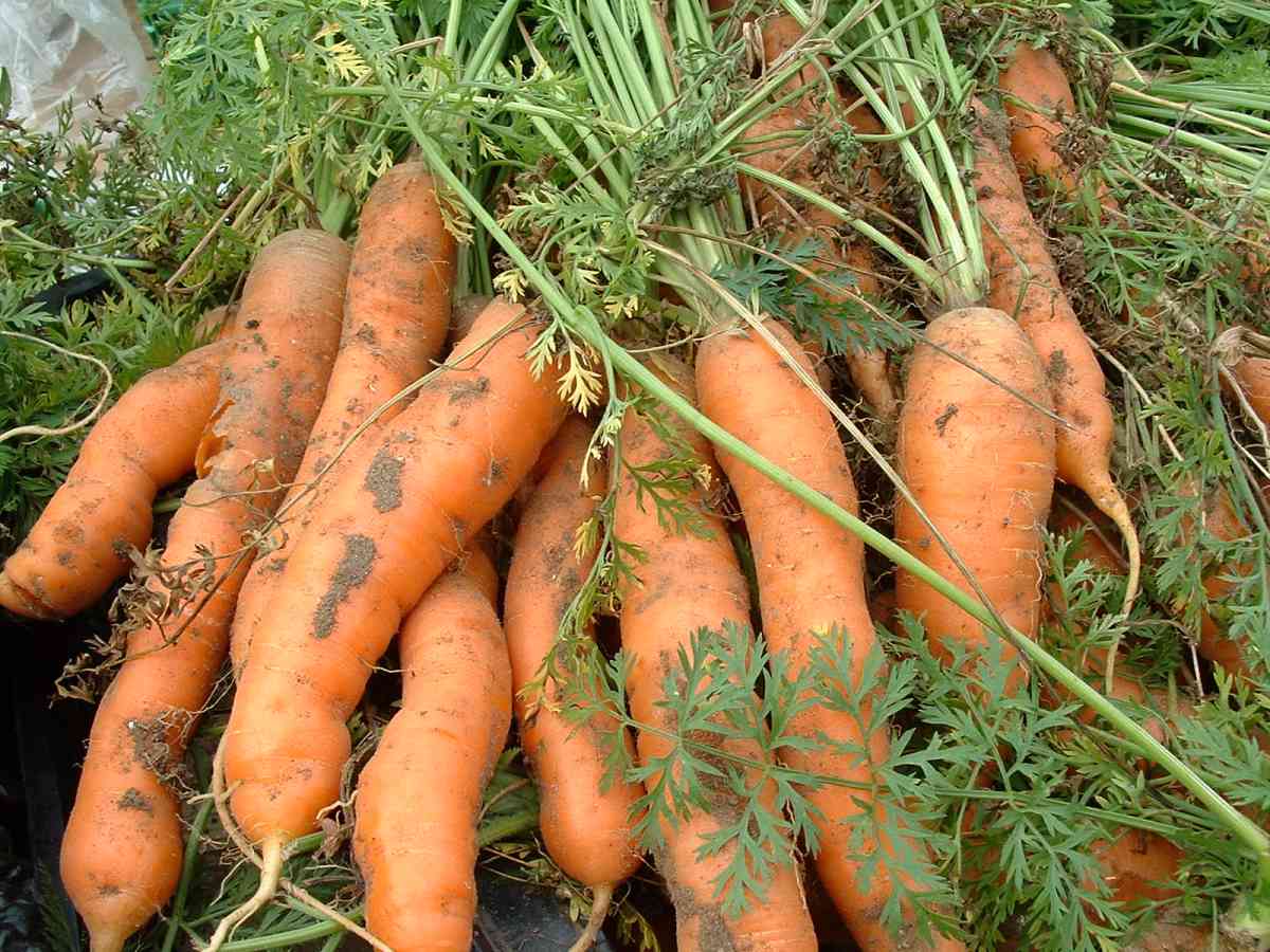 19 Vegetables to Plant in Fall - Homestead Gardener