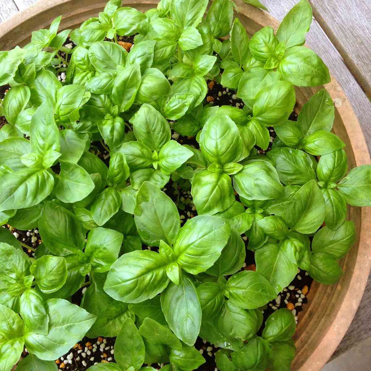 19 Herbs to Plant in Spring - Best Picks for Beginners - Homestead Gardener
