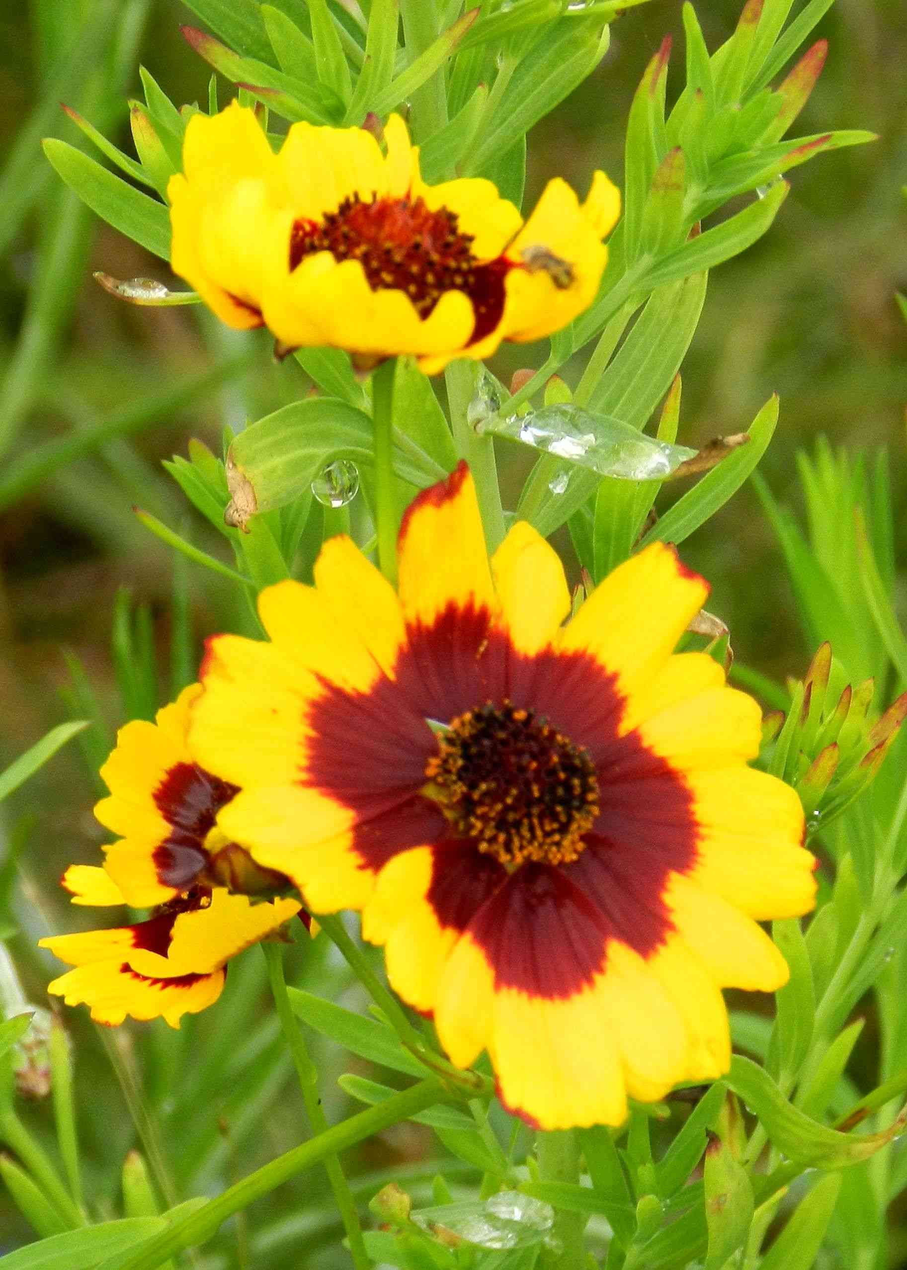 How to Grow Coreopsis Plant - Caring Guide? - Homestead Gardener