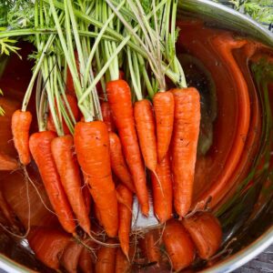 5 Simple Ways to Store Carrots from the Garden - Homestead Gardener