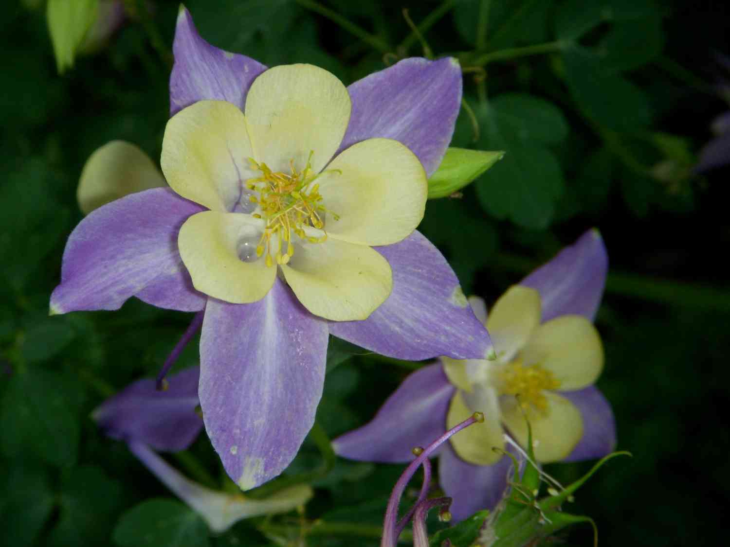 How to Grow and Care Columbine Plant? - Homestead Gardener