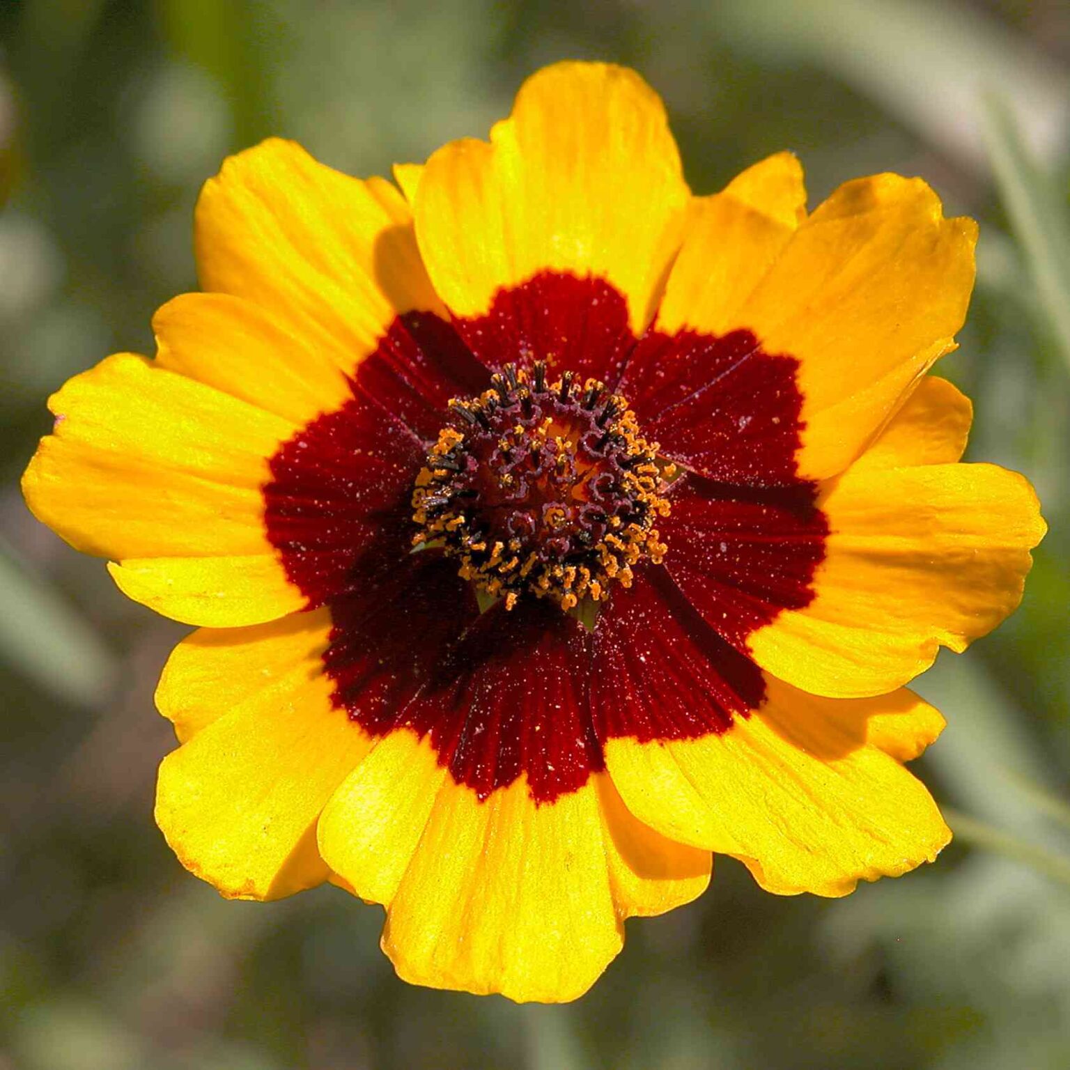How to Grow Coreopsis Plant - Caring Guide? - Homestead Gardener
