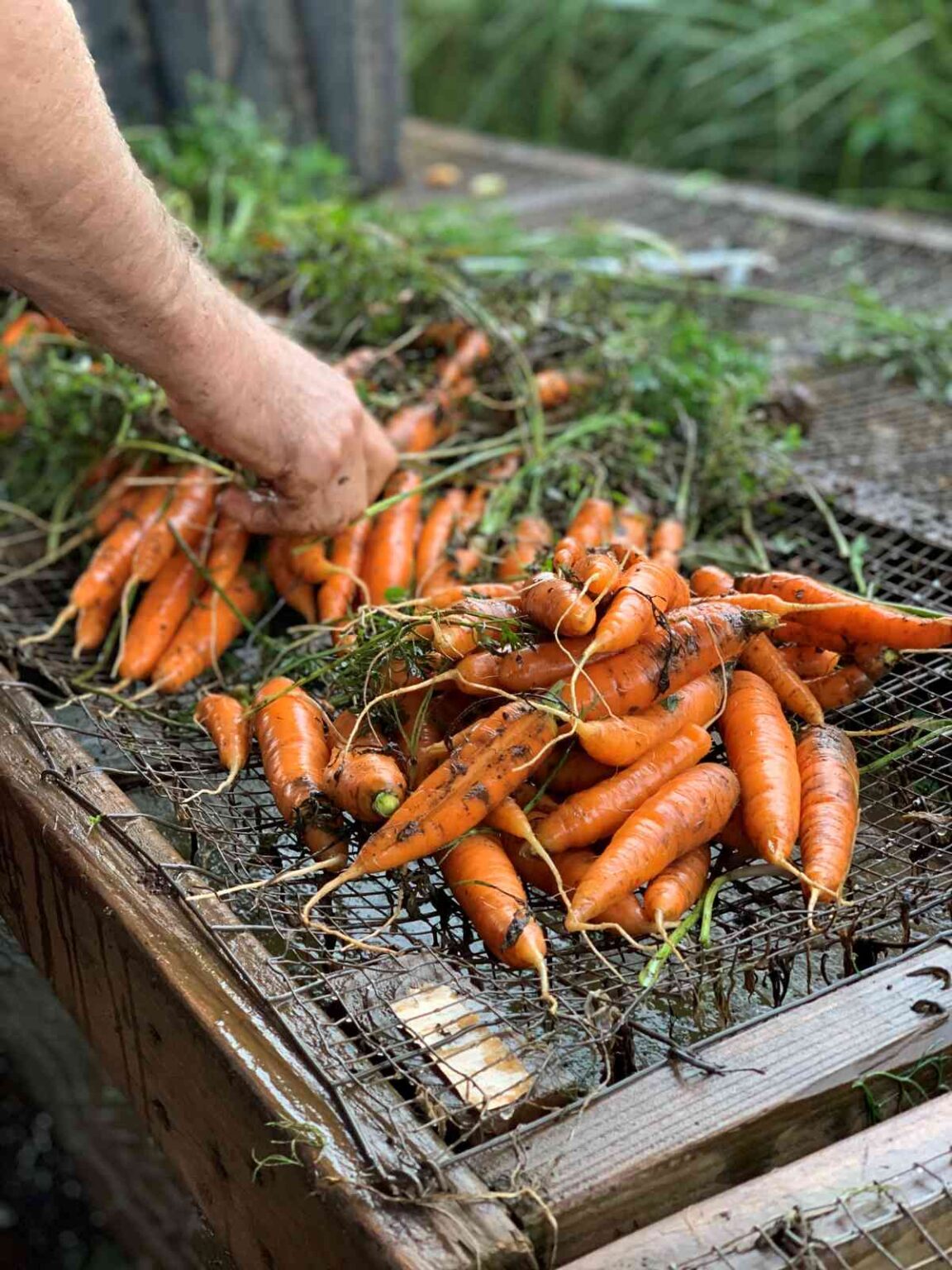 5 Simple Ways to Store Carrots from the Garden - Homestead Gardener
