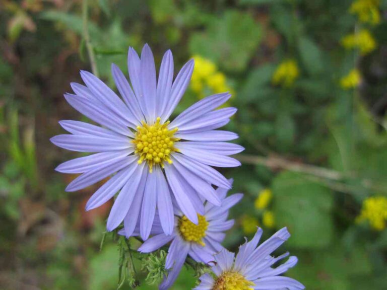 How to Grow Asters for Fall Blooming? - Homestead Gardener