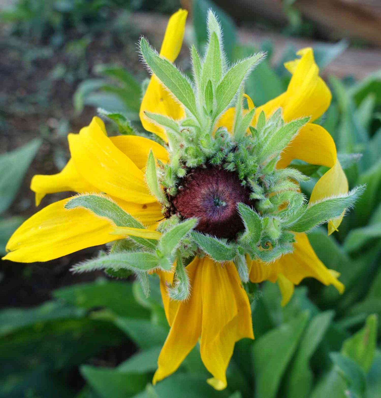 23 Perennials to Plant in August to Bloom through Fall - Homestead Gardener