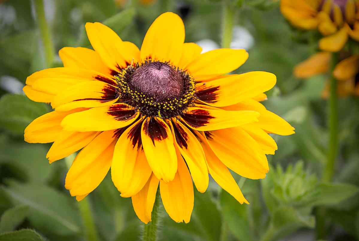23 Perennials to Plant in August to Bloom through Fall - Homestead Gardener