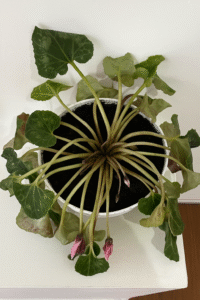 Why Is My Cyclamen Plant Drooping? How to Fix It? - Homestead Gardener