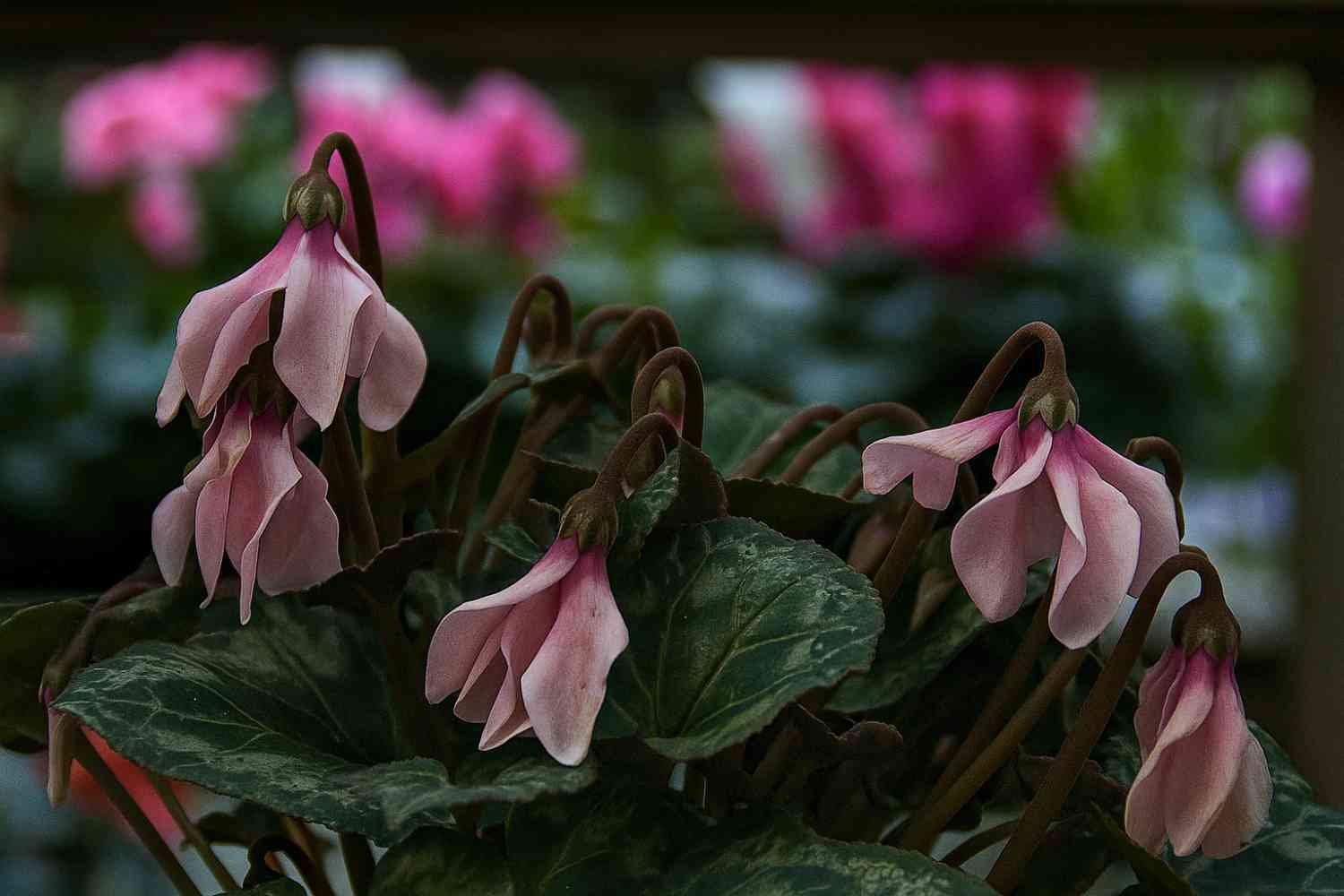 Why Is My Cyclamen Plant Drooping? How to Fix It? - Homestead Gardener